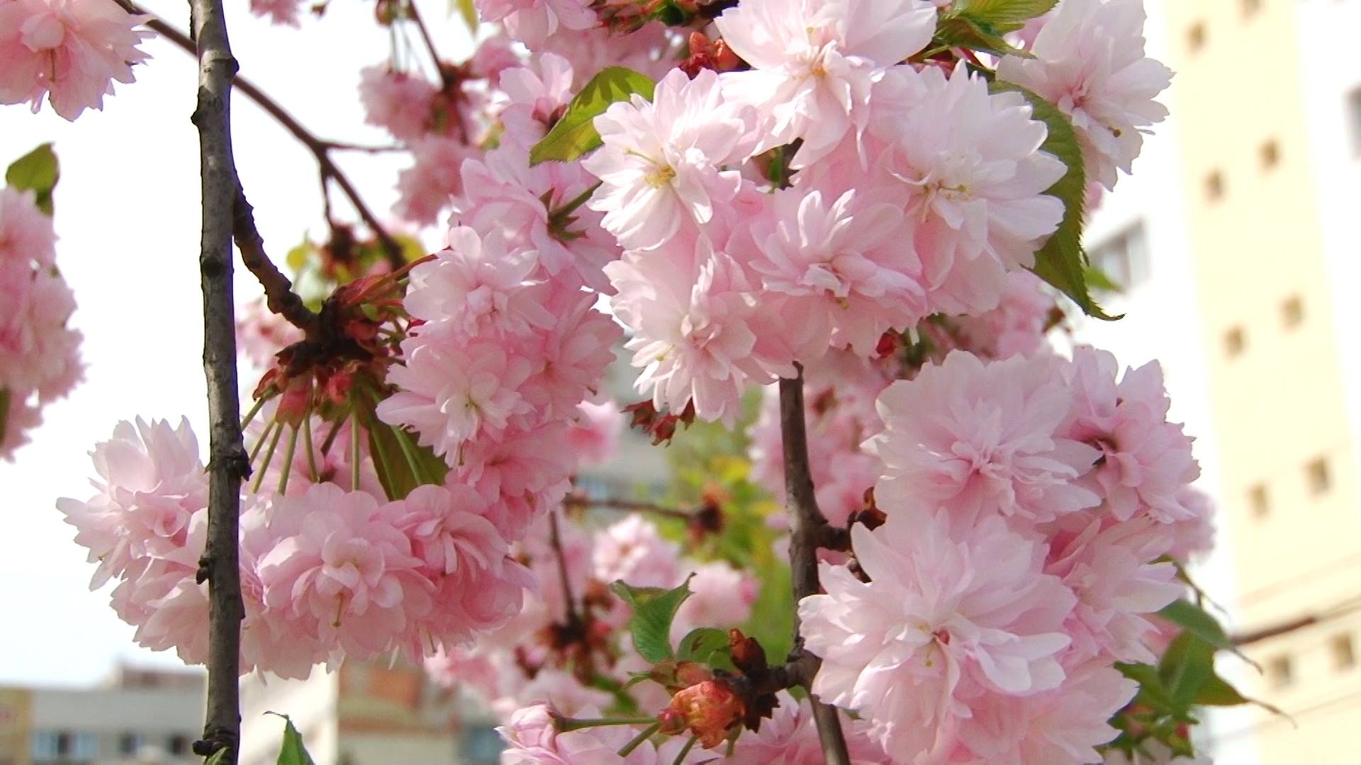 Japonezii aduși de Primăria Timișoara s-au adaptat perfect. FOTO + VIDEO