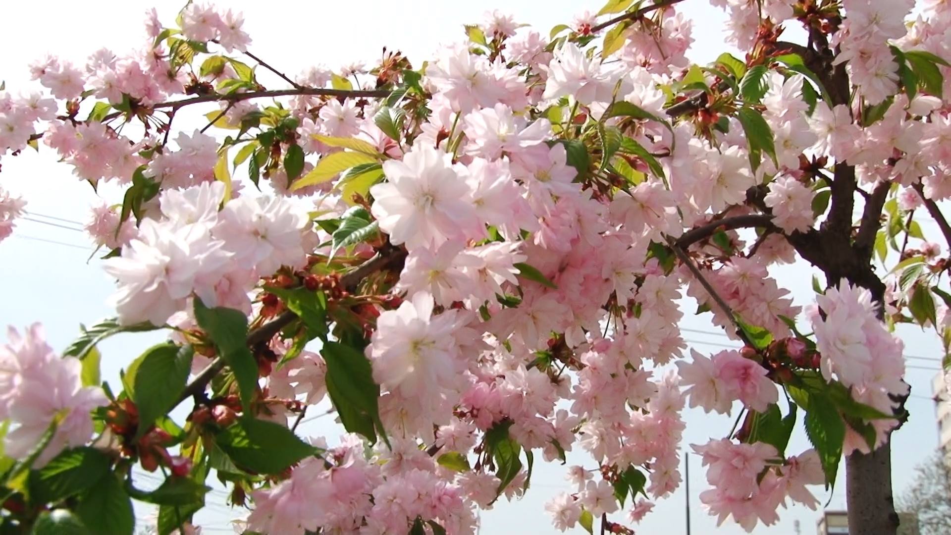 Japonezii aduși de Primăria Timișoara s-au adaptat perfect. FOTO + VIDEO