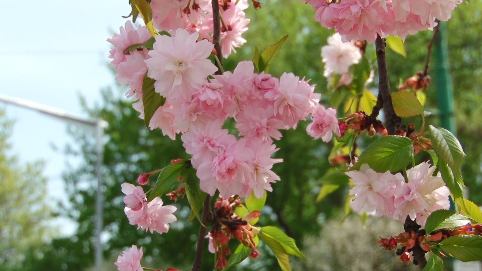 Japonezii aduși de Primăria Timișoara s-au adaptat perfect. FOTO + VIDEO