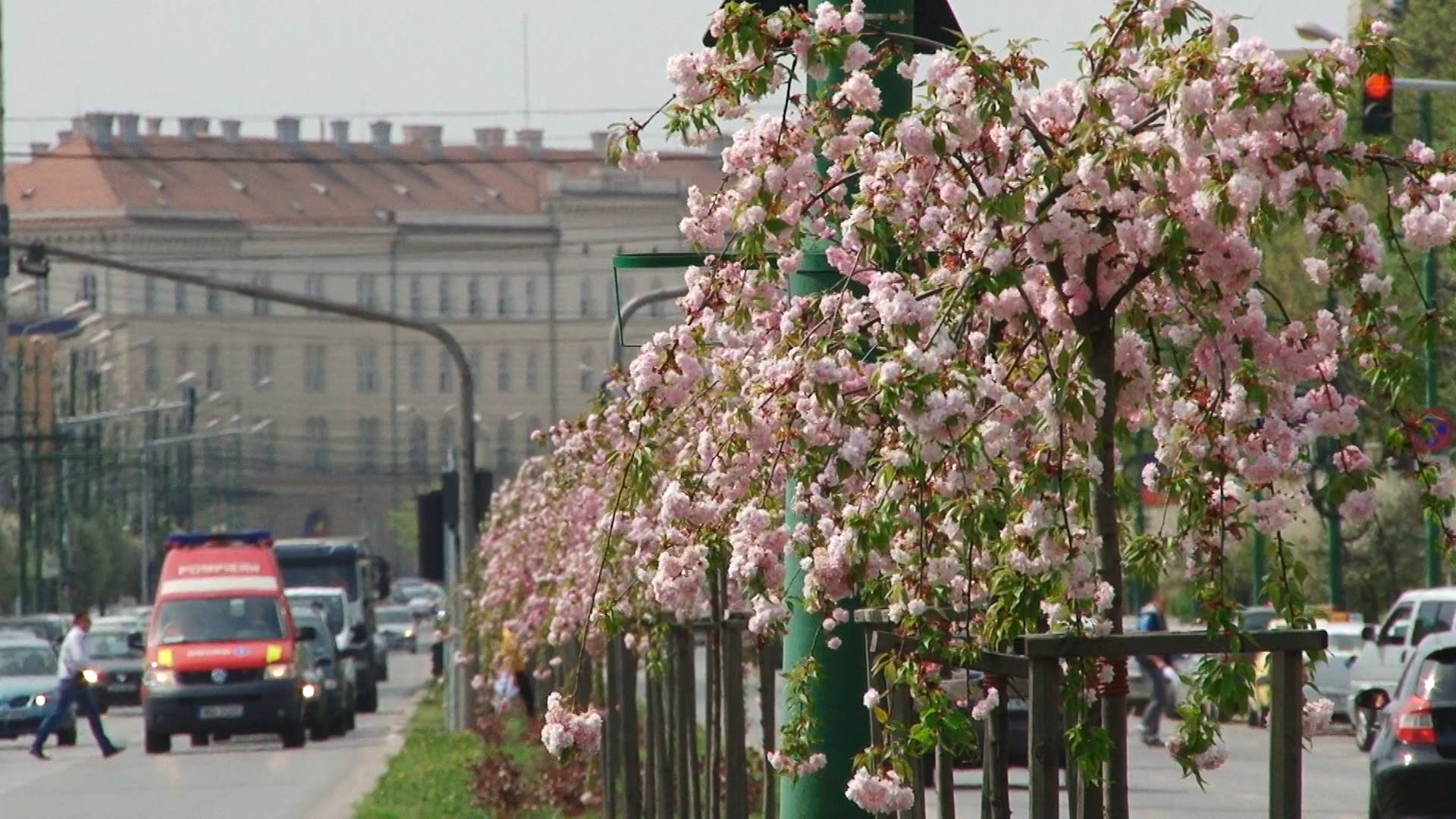 Japonezii aduși de Primăria Timișoara s-au adaptat perfect. FOTO + VIDEO