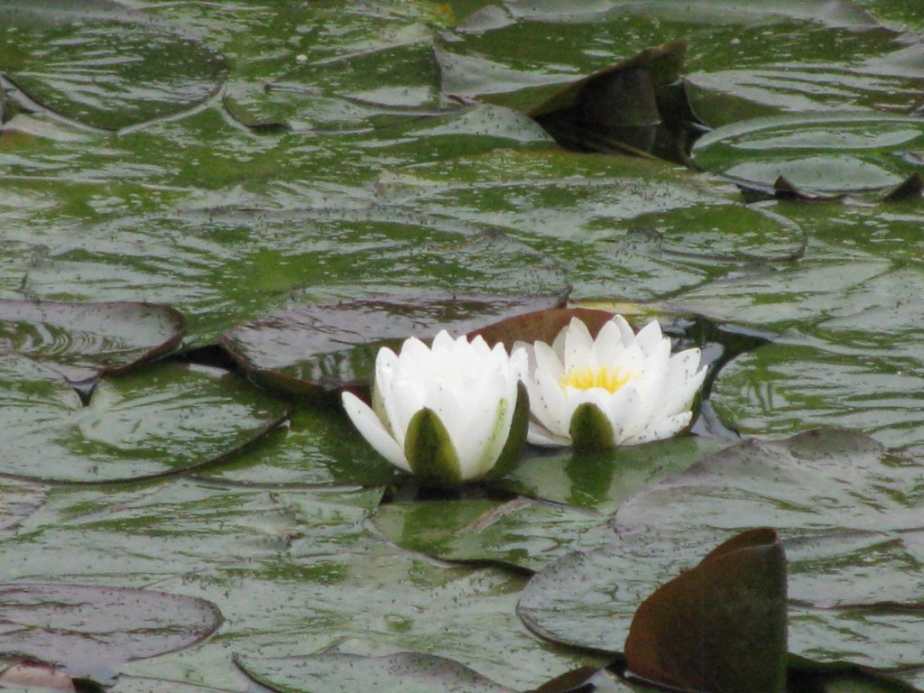 La Mănăstirea de la Româneşti, de Florii, au înflorit nuferii FOTO