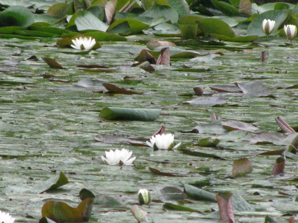 La Mănăstirea de la Româneşti, de Florii, au înflorit nuferii FOTO