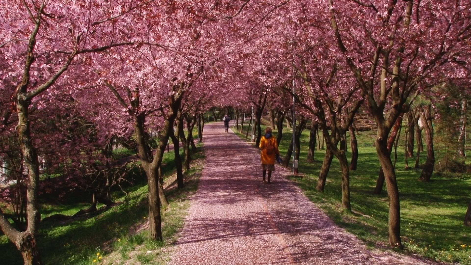 Au înnebunit copacii și se revoltă