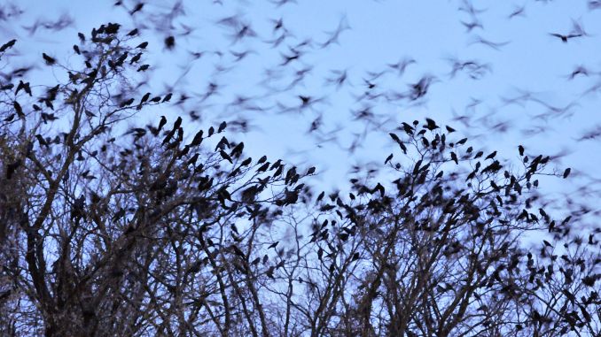 Centrul unui oraș din vestul țării, invadat de ciori