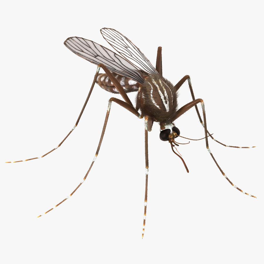 Începe lupta cu țânțarii