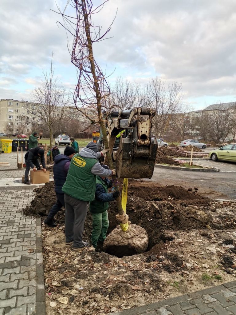 Plantări de pomi în Timișoara