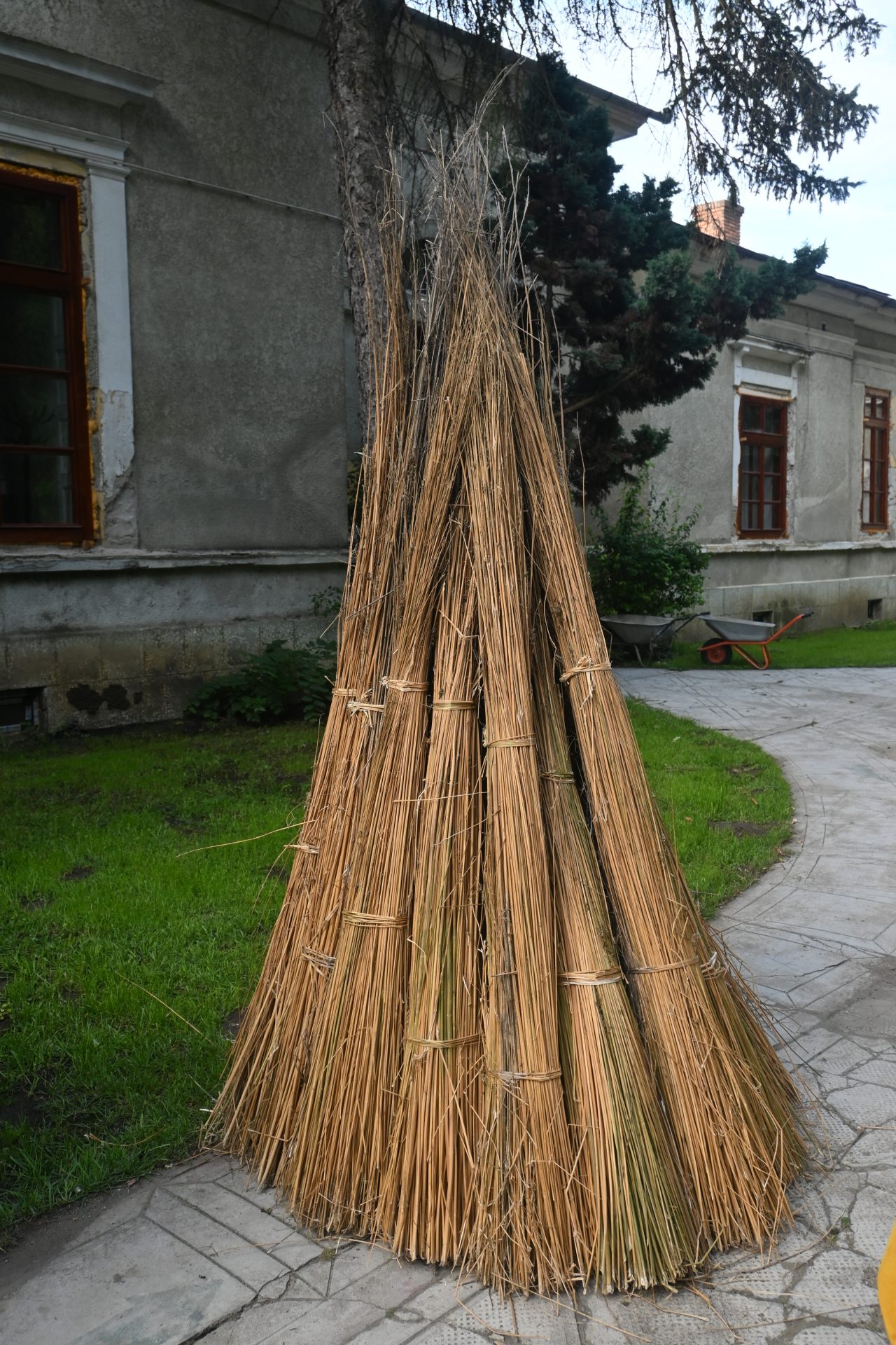 Cânepa – plantă minune cu utilizări multiple | FOTO-VIDEO