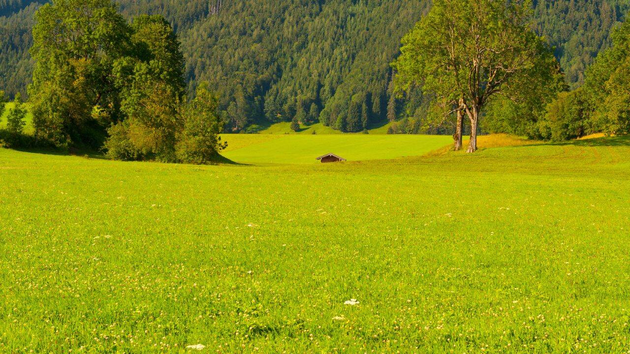 Un cioban din Comorâște este târât prin instanțe de Primăria Forotic ...